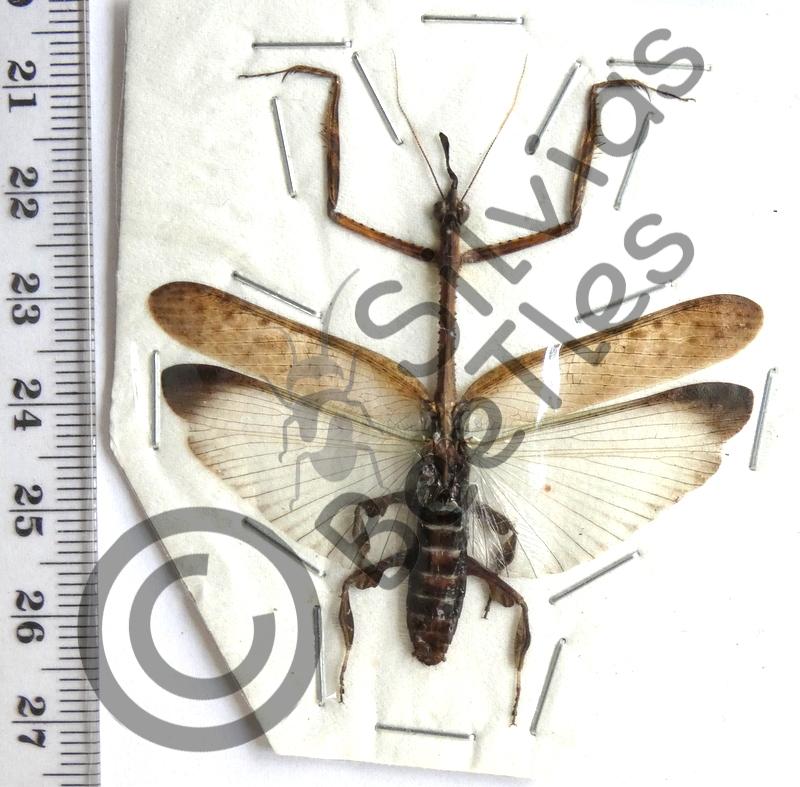 Mantodea (Gottesanbeterin)
