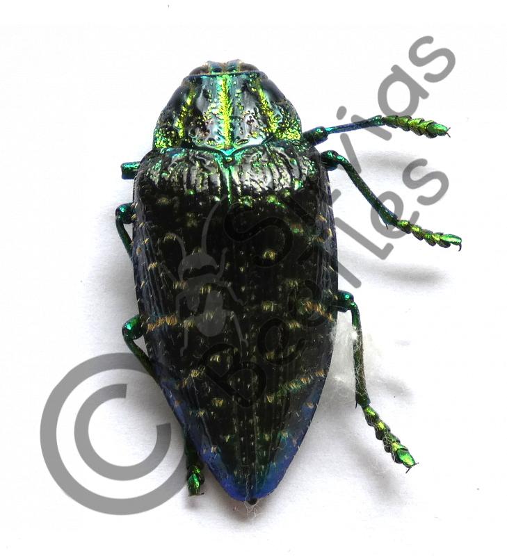 Polybothris sumptuosa sumptuosa