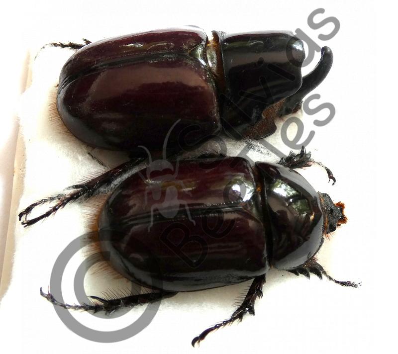 Dynastidae (Riesen-/Nashornkäfer)